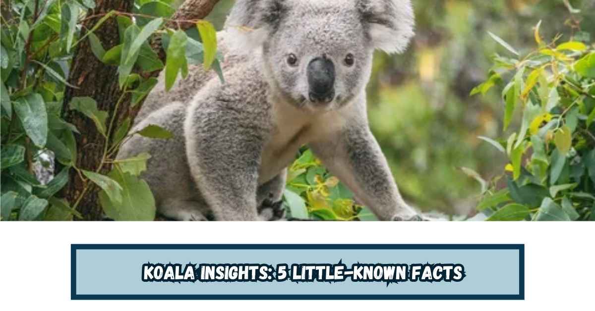 250+ Cute Koala Names & Generator with Meanings [Unique Ideas]
