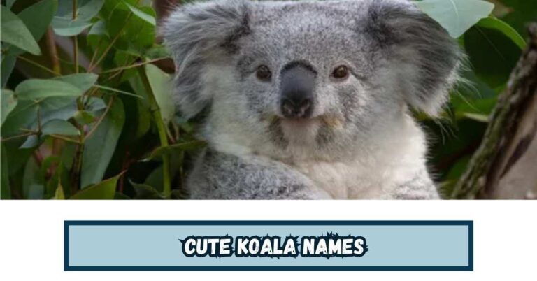 250+ Cute Koala Names & Generator with Meanings [Unique Ideas]