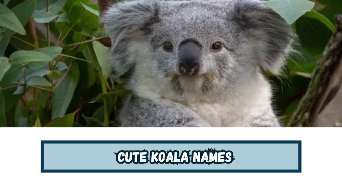 250+ Cute Koala Names & Generator with Meanings [Unique Ideas]