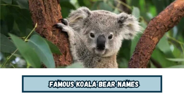 250+ Cute Koala Names & Generator with Meanings [Unique Ideas]