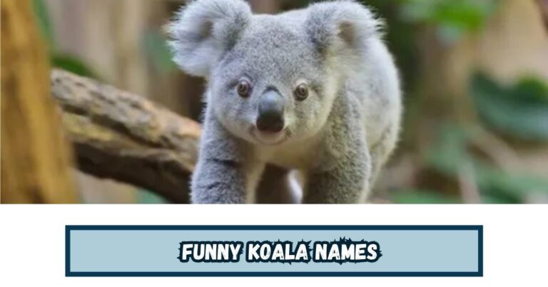 250+ Cute Koala Names & Generator with Meanings [Unique Ideas]