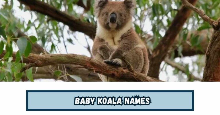 250+ Cute Koala Names & Generator with Meanings [Unique Ideas]