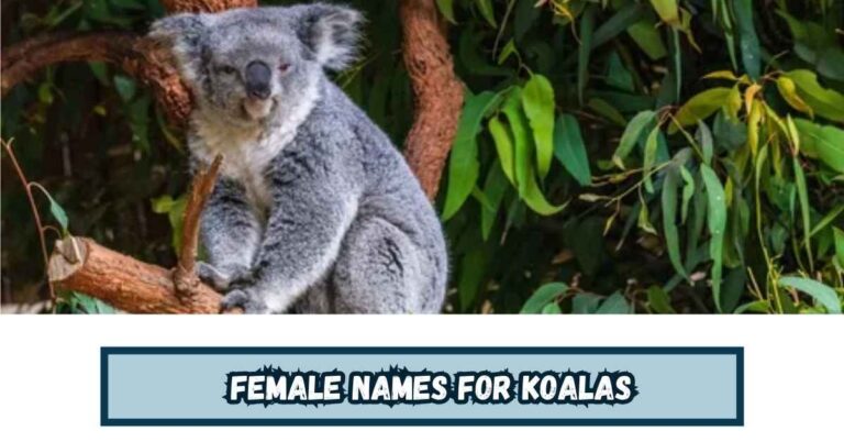 250+ Cute Koala Names & Generator with Meanings [Unique Ideas]