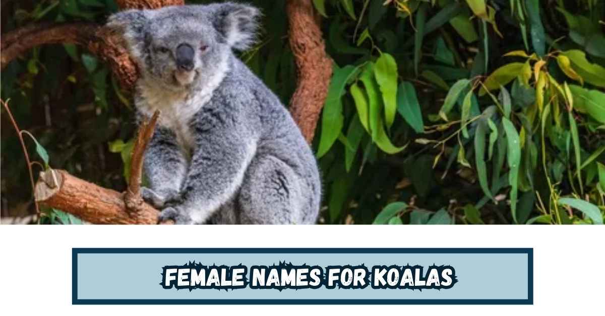 250+ Cute Koala Names & Generator with Meanings [Unique Ideas]