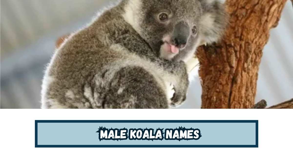250+ Cute Koala Names & Generator with Meanings [Unique Ideas]