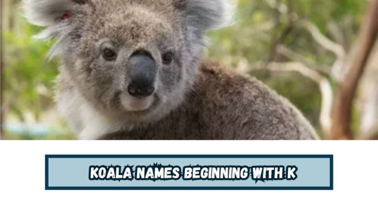 250+ Cute Koala Names & Generator with Meanings [Unique Ideas]