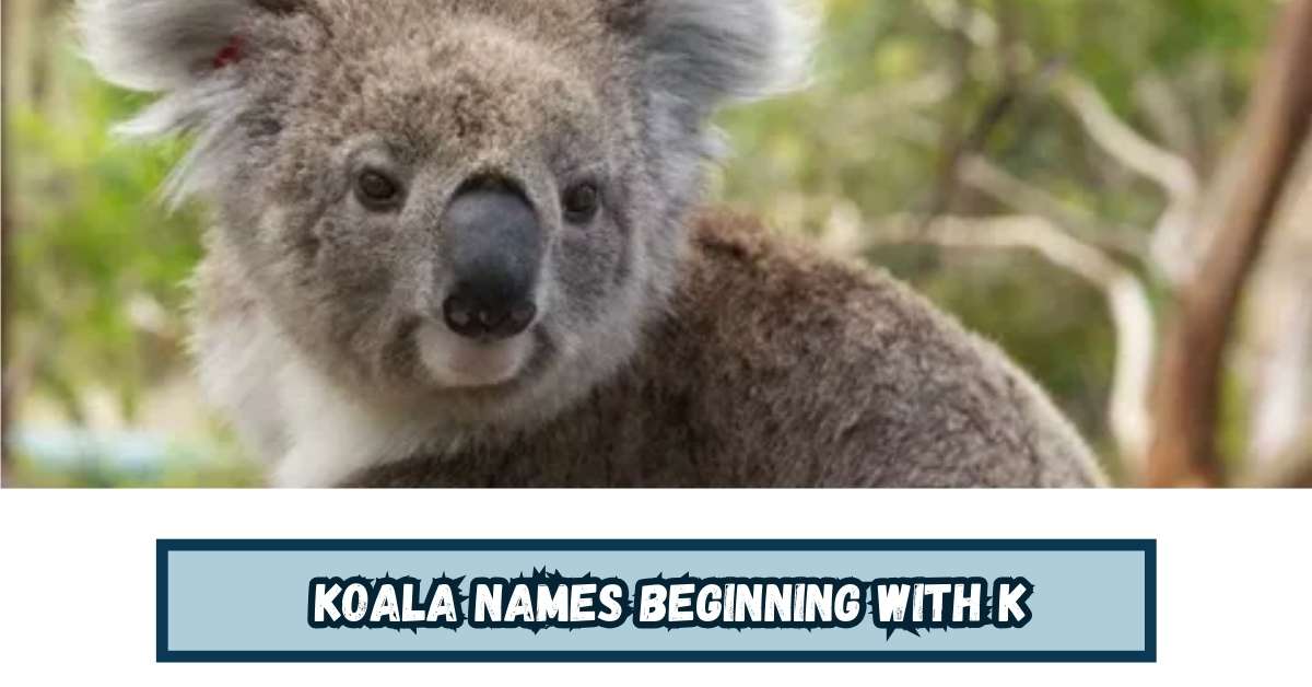 250+ Cute Koala Names & Generator with Meanings [Unique Ideas]