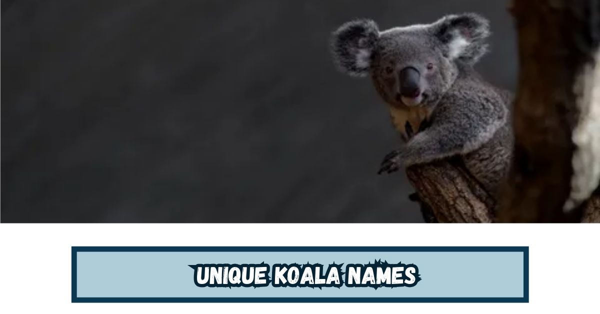 250+ Cute Koala Names & Generator with Meanings [Unique Ideas]