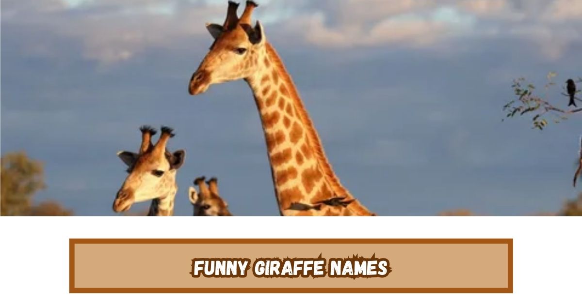 350+ Unique & Cute Giraffe Names & Generator (Meaningful Ideas + Poll)