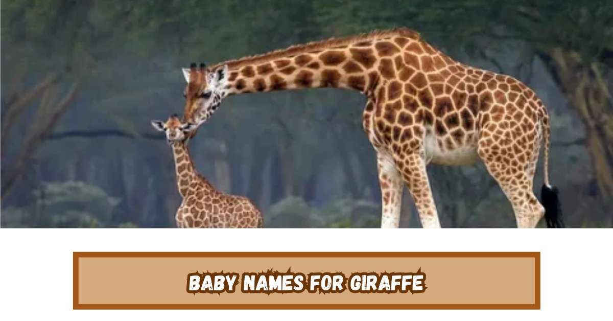 350+ Unique & Cute Giraffe Names & Generator (Meaningful Ideas + Poll)