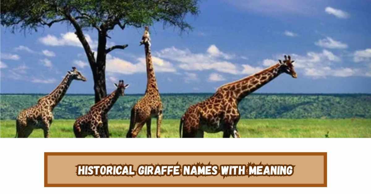 350+ Unique & Cute Giraffe Names & Generator (Meaningful Ideas + Poll)