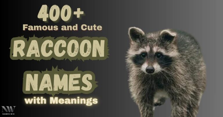 400+ Famous and Cute Raccoon Names & Generator with Meanings