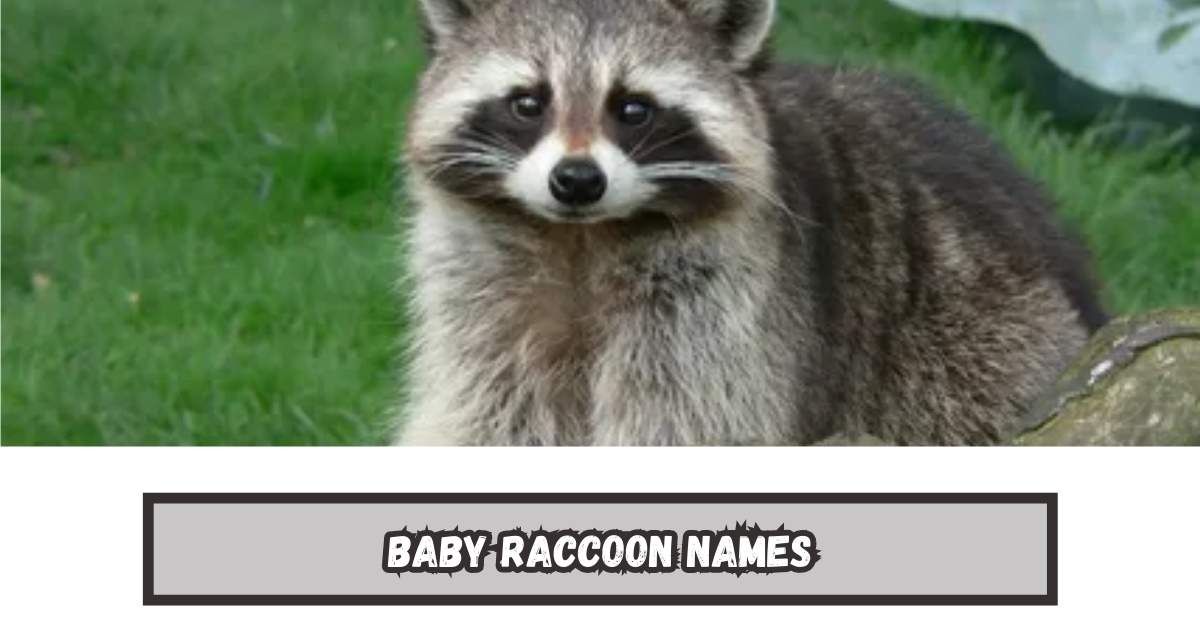 400+ Famous and Cute Raccoon Names & Generator with Meanings