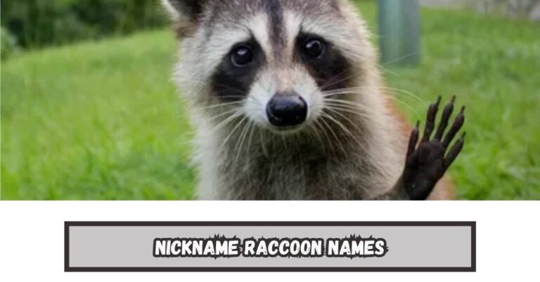 400+ Famous and Cute Raccoon Names & Generator with Meanings
