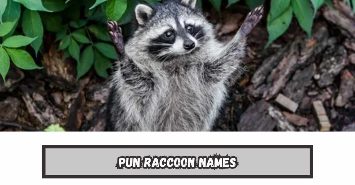 400+ Famous and Cute Raccoon Names & Generator with Meanings