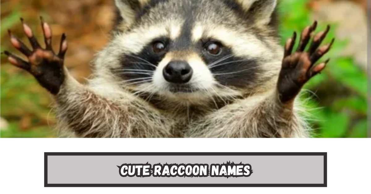 400+ Famous and Cute Raccoon Names & Generator with Meanings