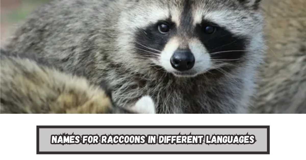 400+ Famous and Cute Raccoon Names & Generator with Meanings