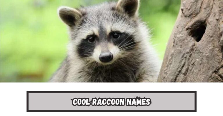 400+ Famous and Cute Raccoon Names & Generator with Meanings