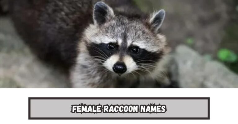 400+ Famous and Cute Raccoon Names & Generator with Meanings