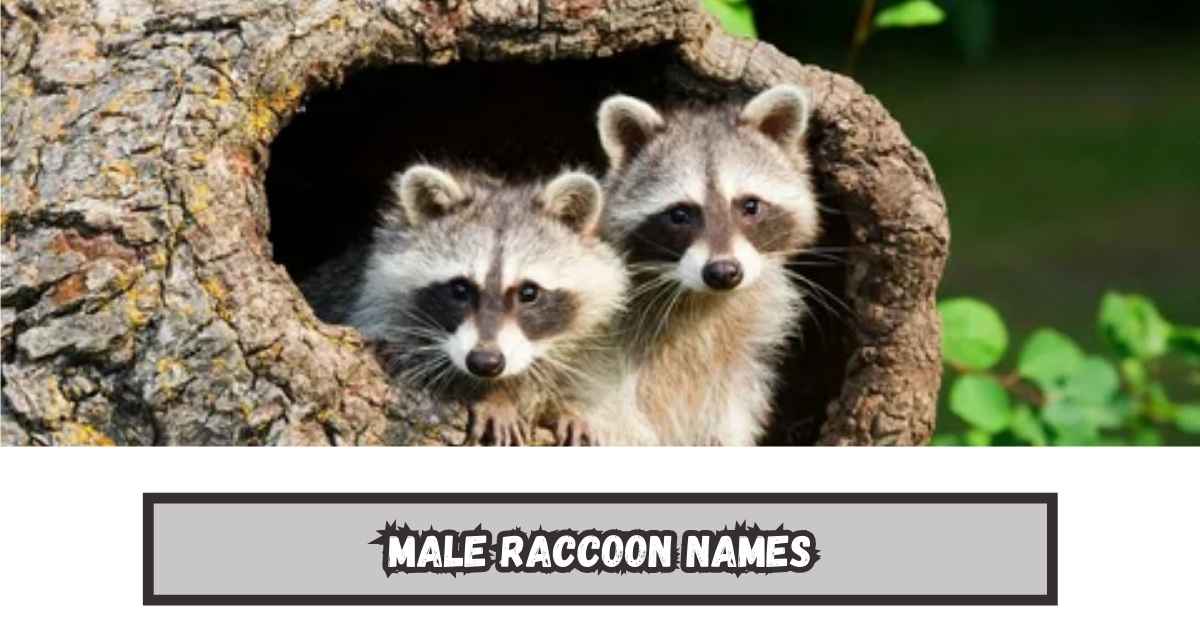 400+ Famous and Cute Raccoon Names & Generator with Meanings