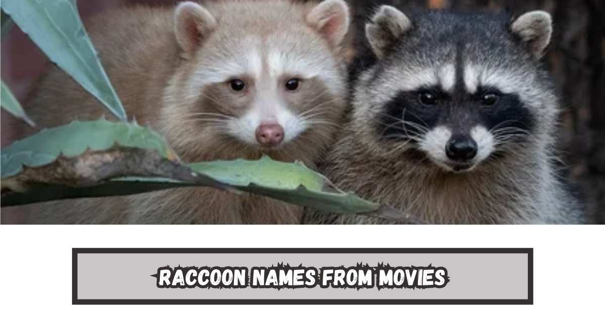 400+ Famous and Cute Raccoon Names & Generator with Meanings
