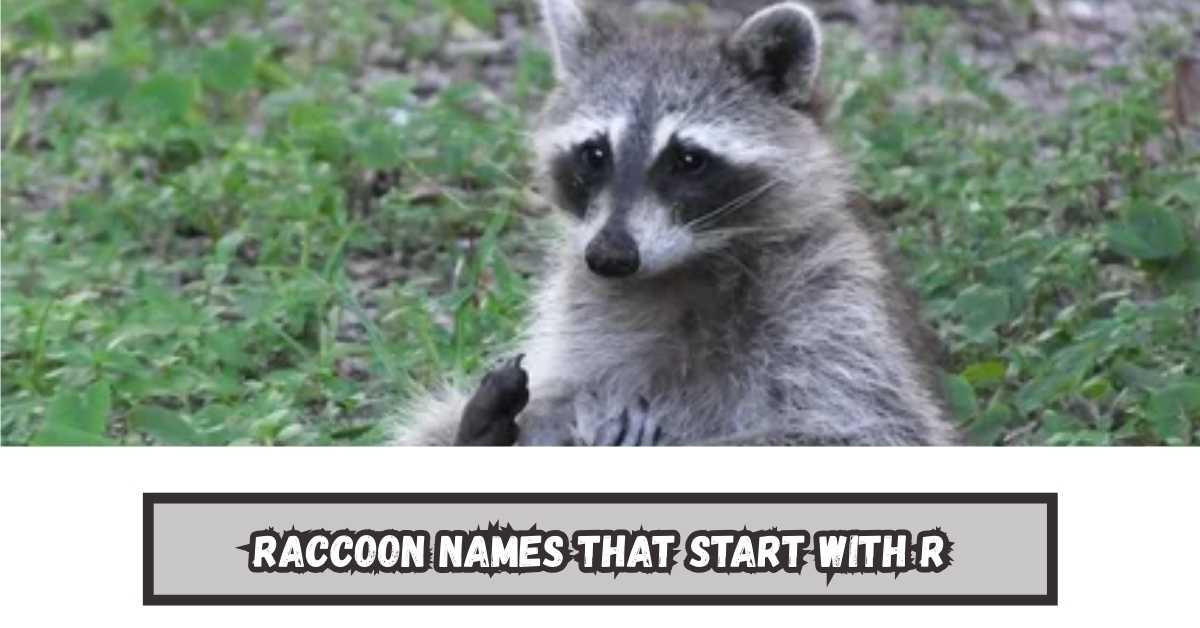400+ Famous and Cute Raccoon Names & Generator with Meanings