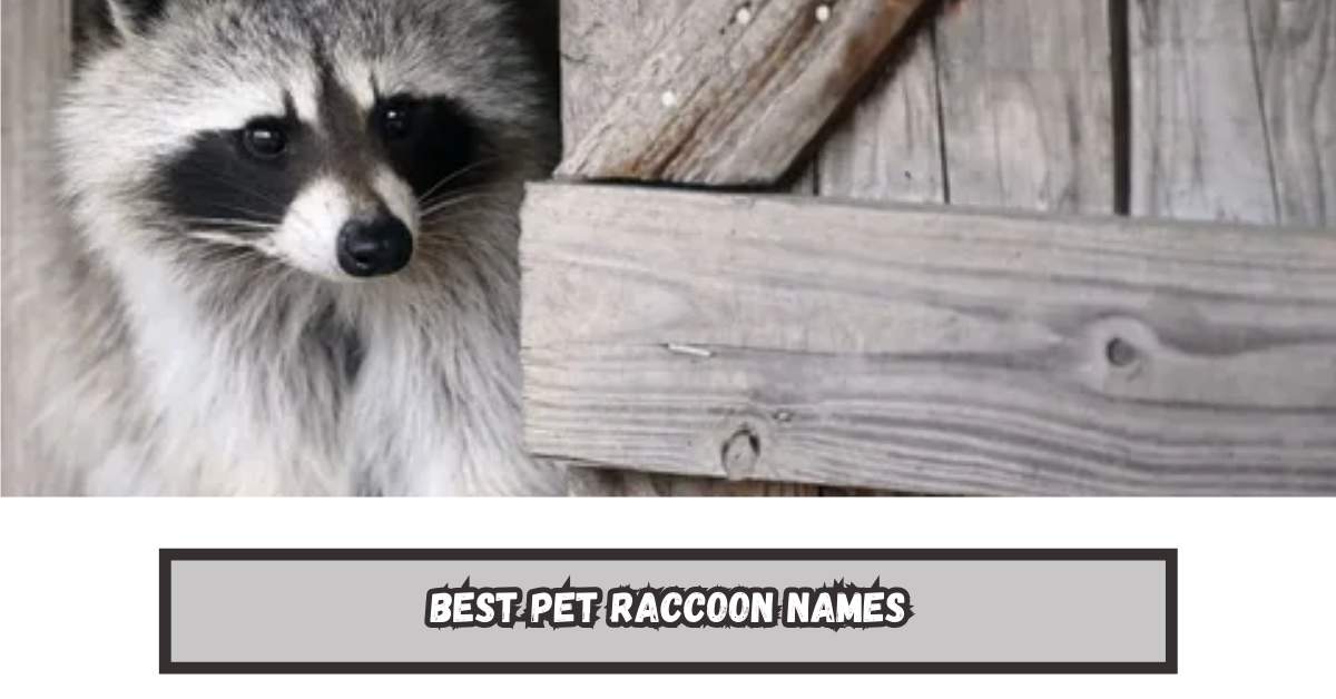 400+ Famous and Cute Raccoon Names & Generator with Meanings