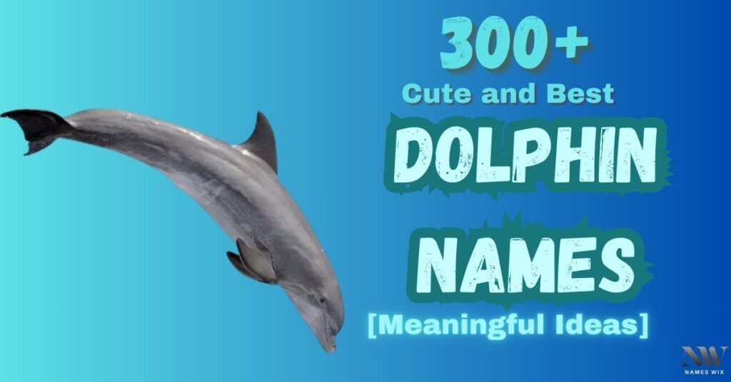 300+ Cute and Best Dolphin Names & Generator [Meaningful Ideas]