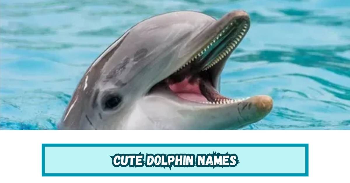 300+ Cute and Best Dolphin Names & Generator [Meaningful Ideas]