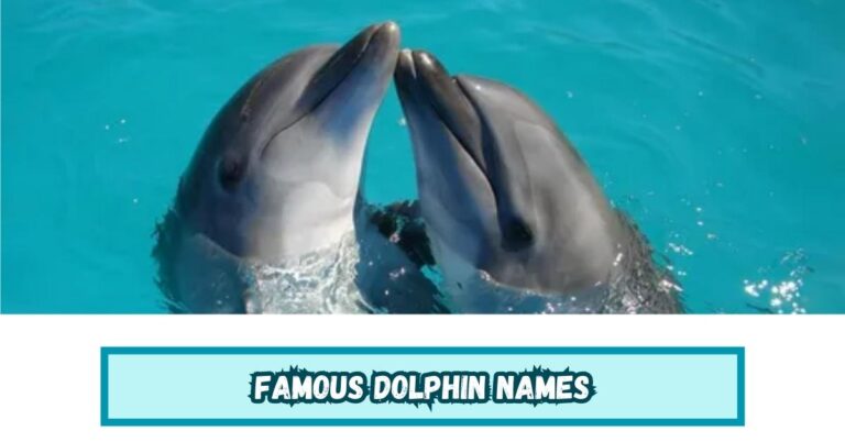 300+ Cute and Best Dolphin Names & Generator [Meaningful Ideas]