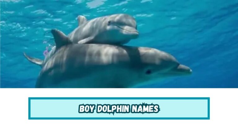 300+ Cute and Best Dolphin Names & Generator [Meaningful Ideas]