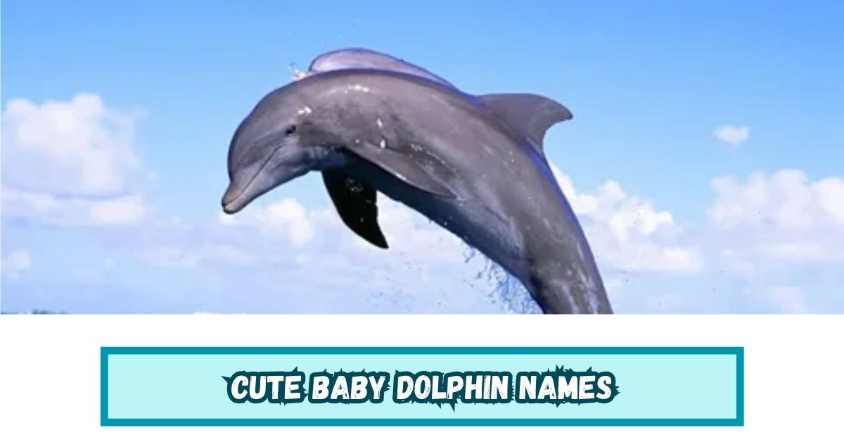 300+ Cute and Best Dolphin Names & Generator [Meaningful Ideas]
