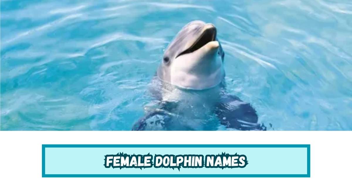 300+ Cute and Best Dolphin Names & Generator [Meaningful Ideas]