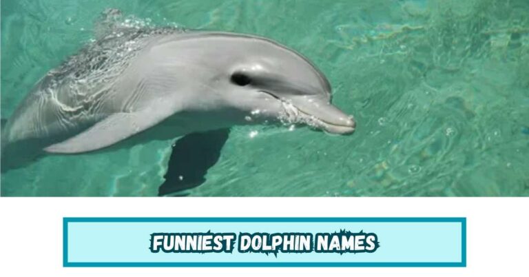 300+ Cute and Best Dolphin Names & Generator [Meaningful Ideas]