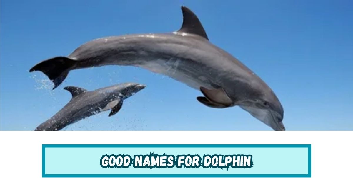 300+ Cute and Best Dolphin Names & Generator [Meaningful Ideas]