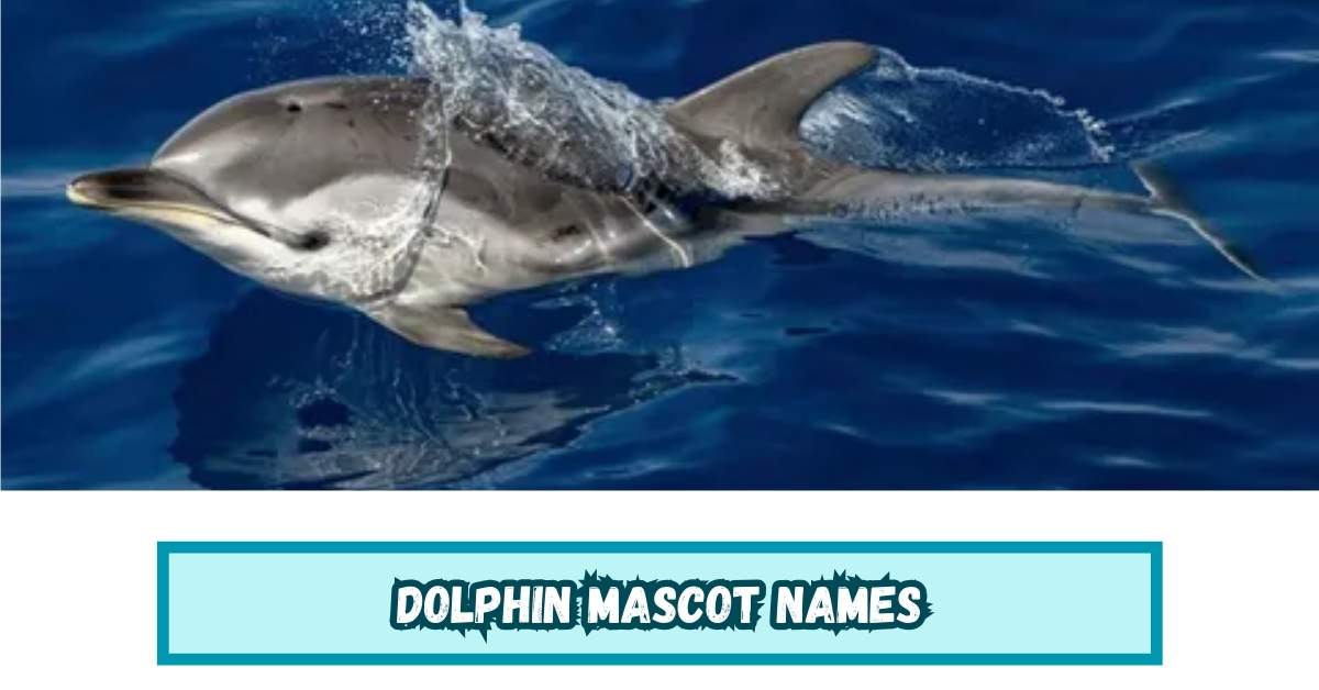 300+ Cute and Best Dolphin Names & Generator [Meaningful Ideas]