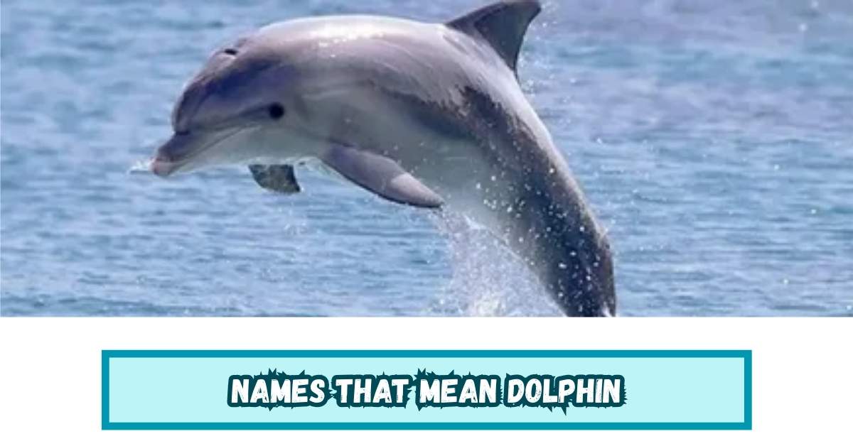 300+ Cute and Best Dolphin Names & Generator [Meaningful Ideas]