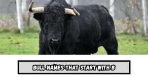 290+ Best and Popular Bull Names & Generator Ideas