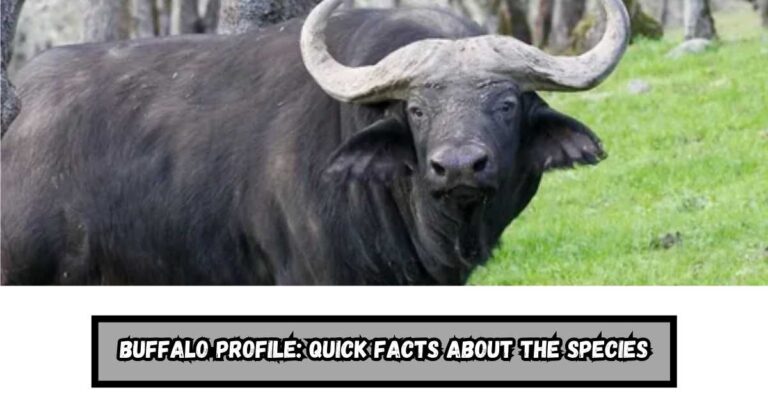 500+ Famous and Catchy Buffalo Names & Generator [Meaningful Ideas]