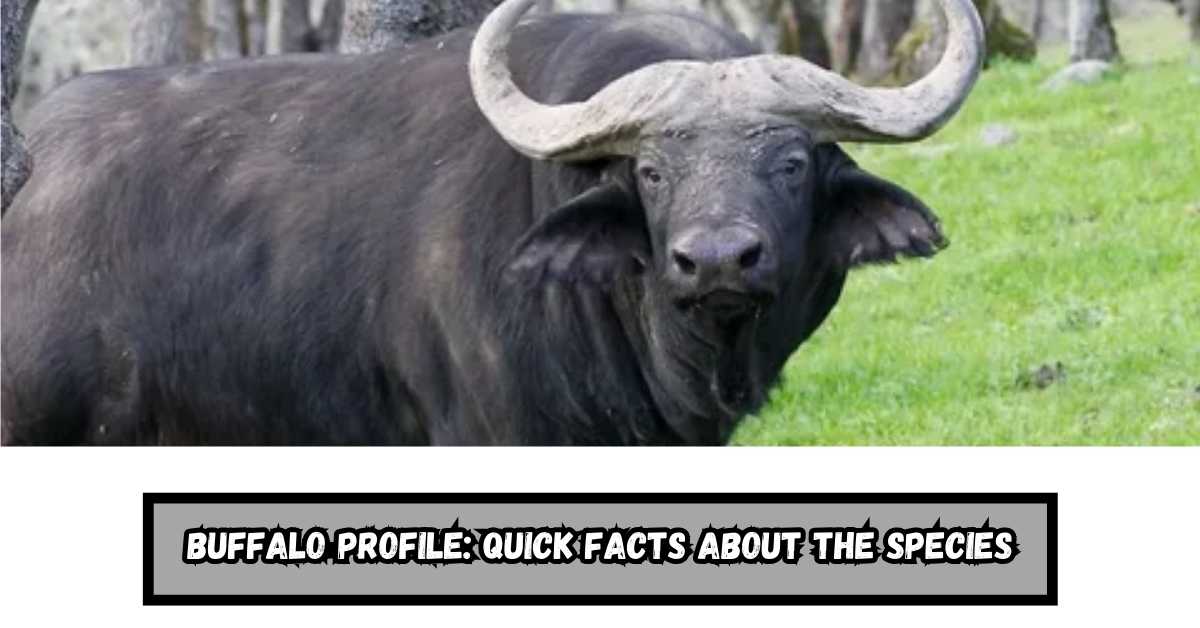 500+ Famous and Catchy Buffalo Names & Generator [Meaningful Ideas]