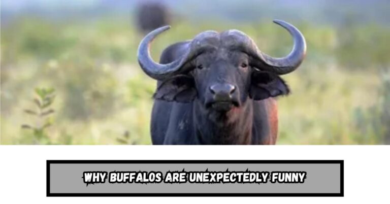 500+ Famous and Catchy Buffalo Names & Generator [Meaningful Ideas]
