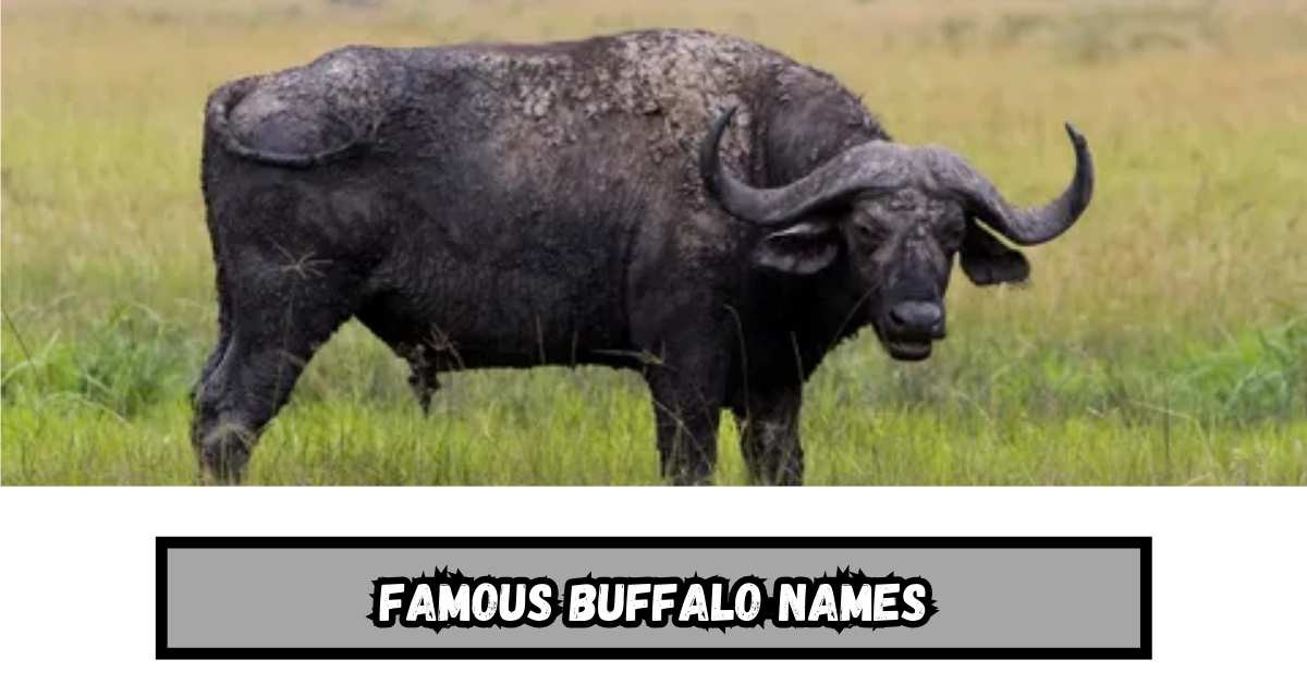 500+ Famous and Catchy Buffalo Names & Generator [Meaningful Ideas]
