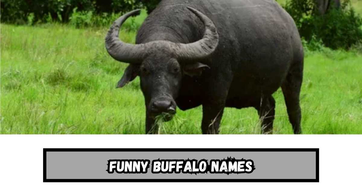 500+ Famous and Catchy Buffalo Names & Generator [Meaningful Ideas]