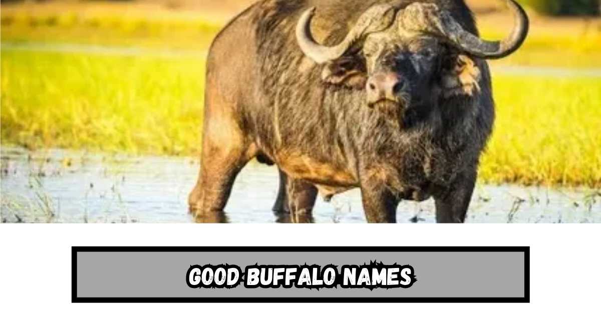 500+ Famous and Catchy Buffalo Names & Generator [Meaningful Ideas]