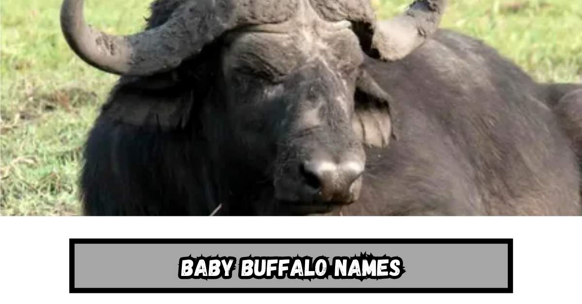 500+ Famous and Catchy Buffalo Names & Generator [Meaningful Ideas]