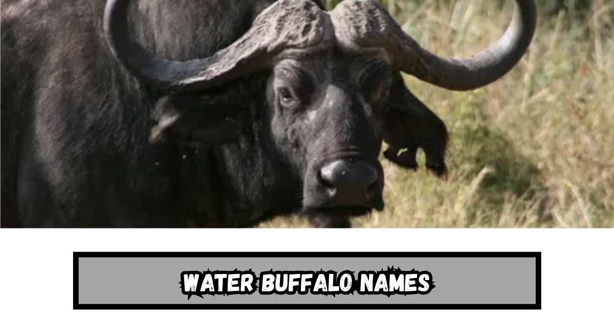 500+ Famous and Catchy Buffalo Names & Generator [Meaningful Ideas]