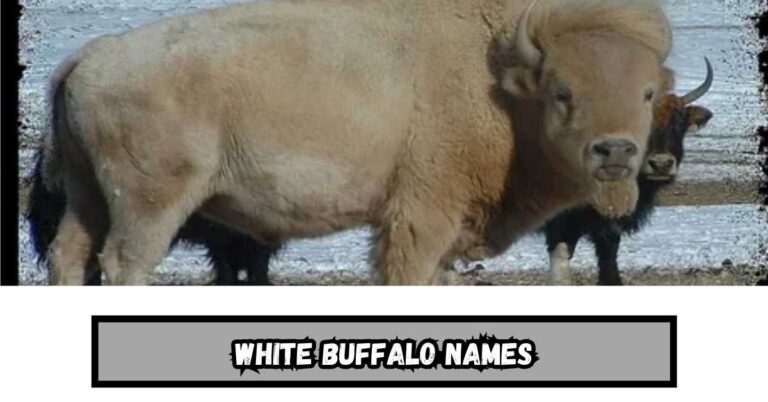 500+ Famous and Catchy Buffalo Names & Generator [Meaningful Ideas]