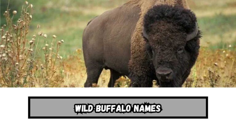 500+ Famous and Catchy Buffalo Names & Generator [Meaningful Ideas]