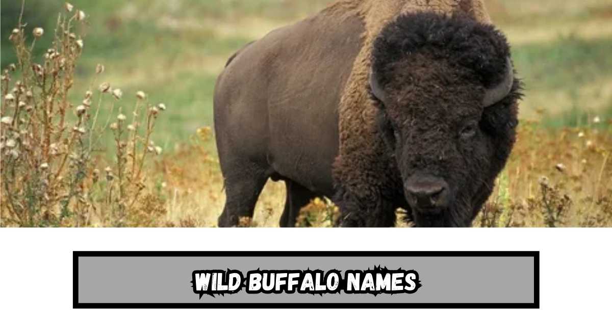 500+ Famous and Catchy Buffalo Names & Generator [Meaningful Ideas]