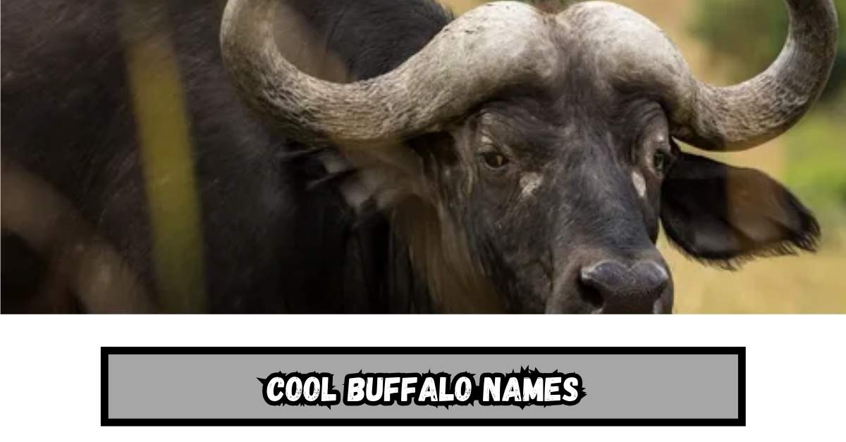 500+ Famous and Catchy Buffalo Names & Generator [Meaningful Ideas]